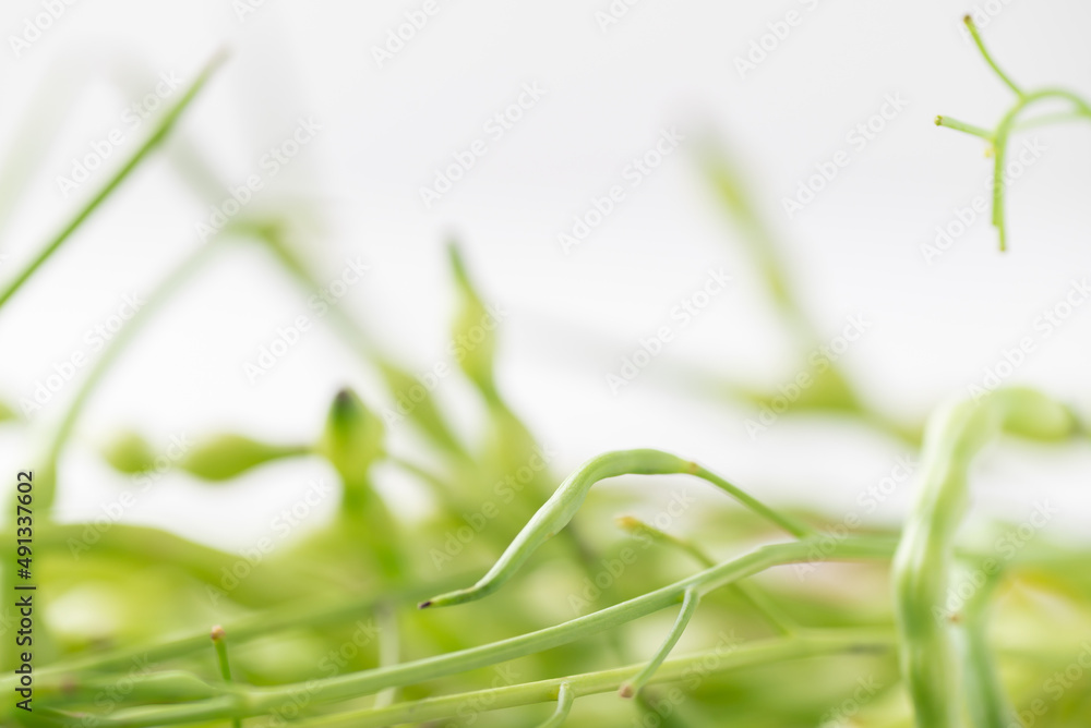 Rat tail Radish, Serpent radish or Tail pod radish (Raphanus caudatus ...