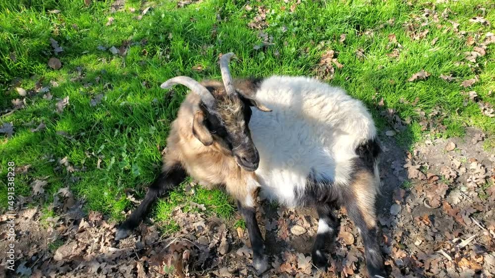 Tennessee fainting goat. A smaller goat and easy to care than larger ...