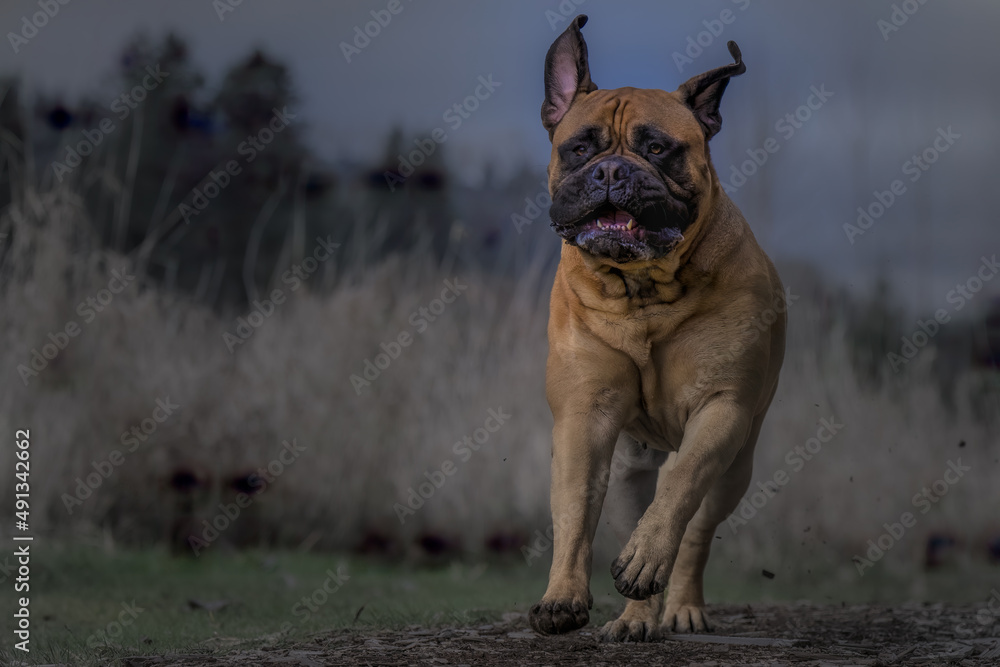 2022-03-07 A LARGE BULLMASTIFF RUNNING DOWN A TRAIL WITH NICE EYES ADN ...