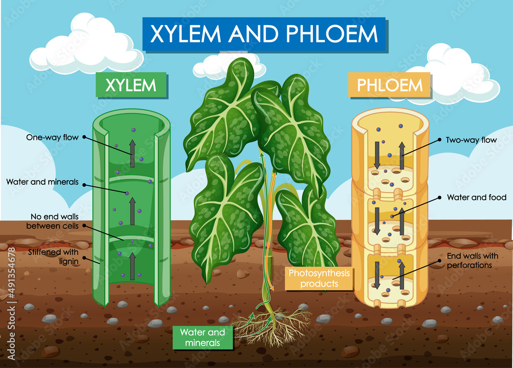 Póster Diagram showing xylem and phloem plant – Cuadro para Pared ...