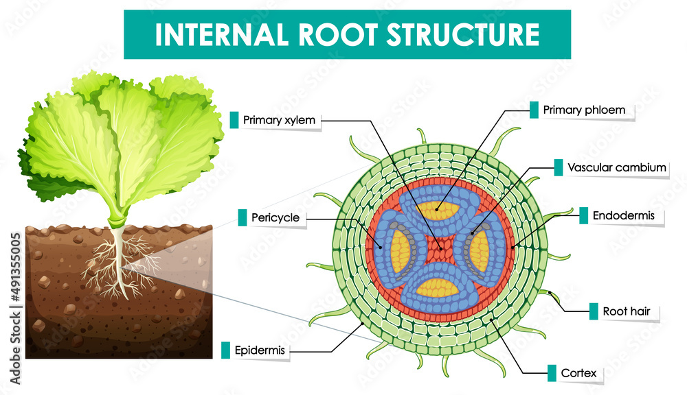 Diagram showing internal root structure Stock Vector | Adobe Stock
