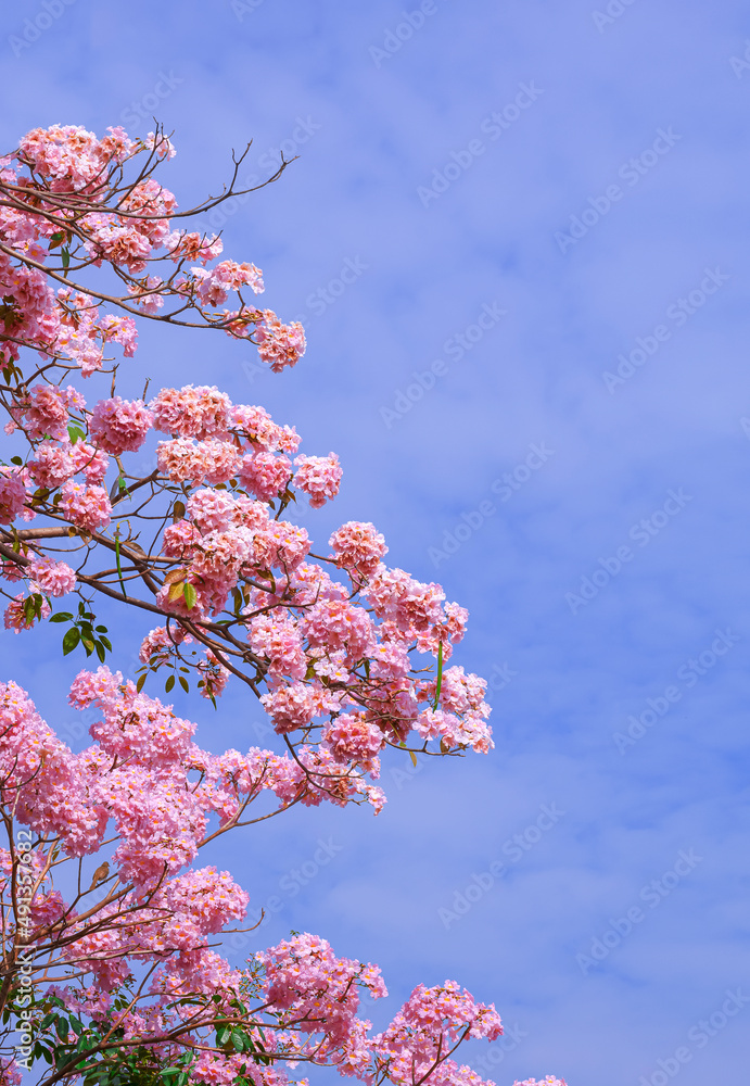 Beautiful Pink Tecoma flowers are blooming on branches against clouds ...