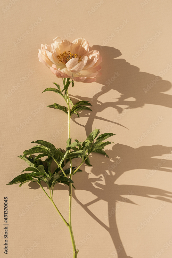 Delicate aesthetic beige peony flower with sunlight shadows on neutral ...
