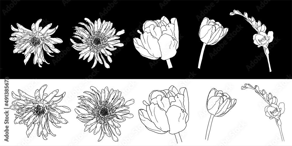 Spring flowers set. Hand drawn spring flowers line art. Isolated on ...