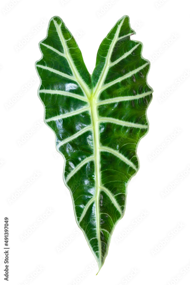 Foto de Leaf of alocasia amazonica sanderiana plant isolated on white ...