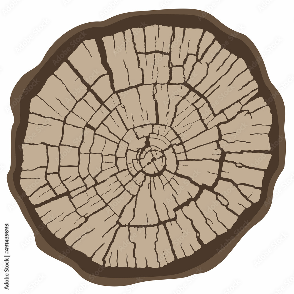 Vector circle wood texture, cross section of tree rings. Cut slice of ...