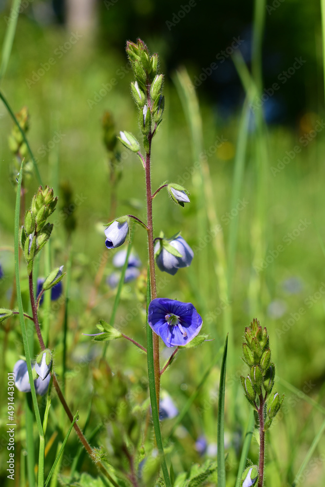 Gamander Ehrenpreis, Veronica chamaedrys, Blüten auf der Wiese als ...