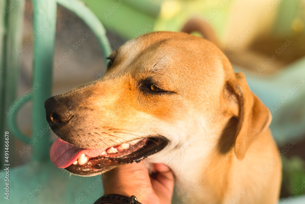 A man scratches and massages the neck of his friendly dog. A mid-sized ...