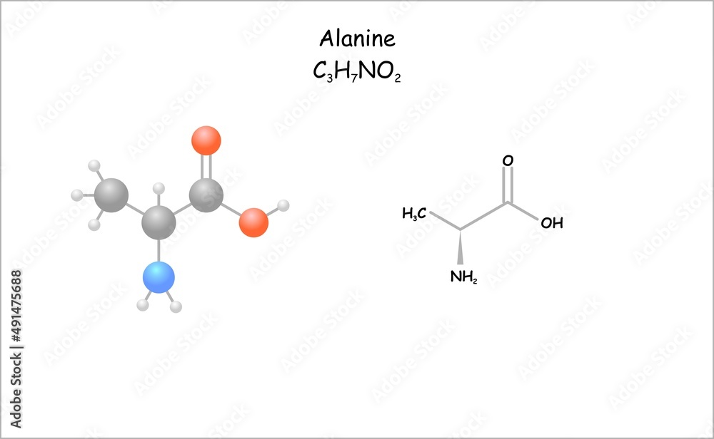 Stylized molecule model/structural formula of the amino acid alanine ...