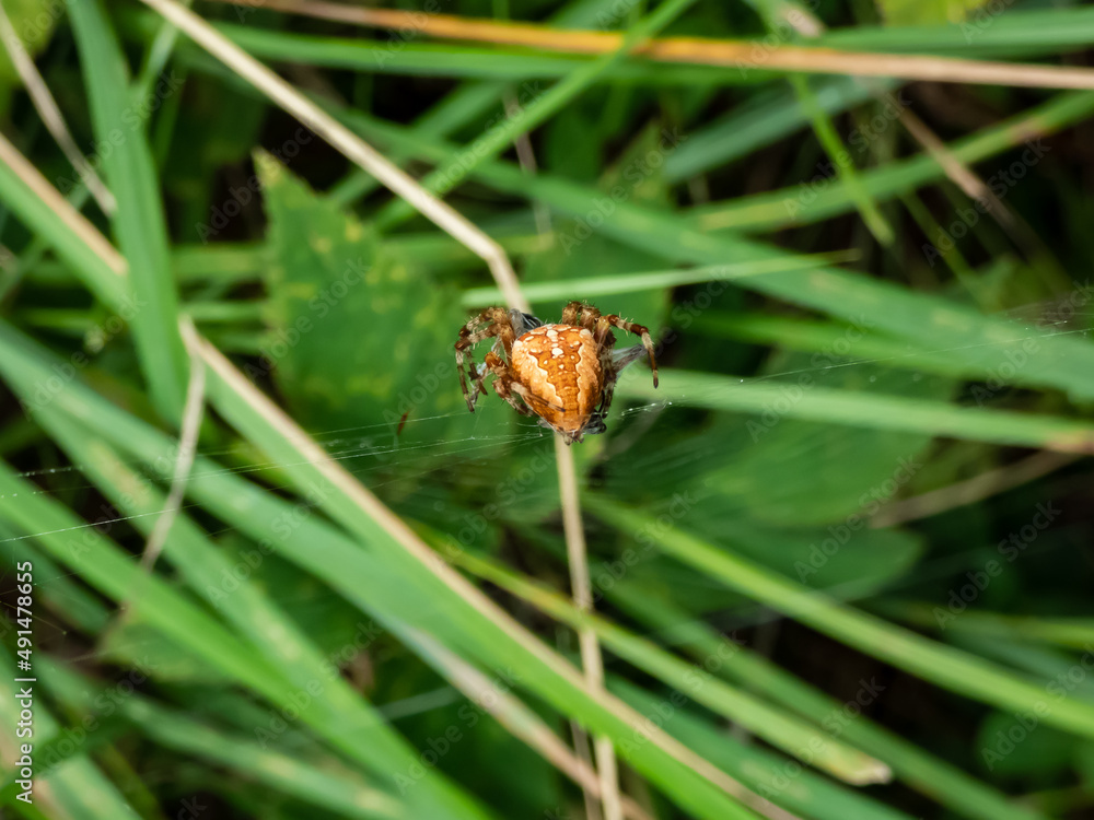 Orange European garden spider, cross orb-weaver (Araneus diadematus ...