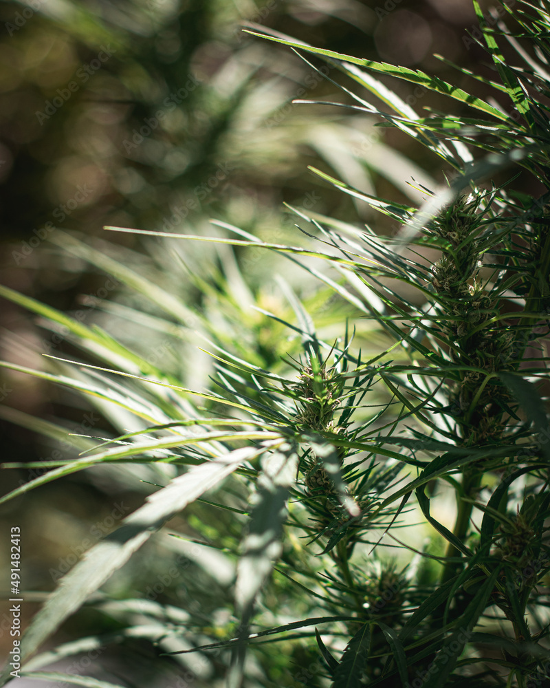 Wild cannabis plants, illuminated by sunlight. Hemp plant, organic ...