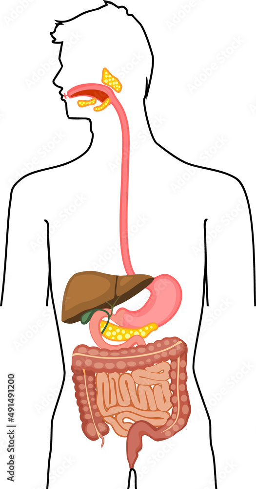 Scheme of structure of human digestive system. Educational material for ...