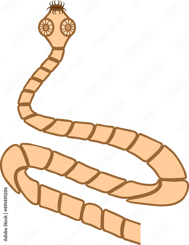 Pork tapeworm (Taenia solium) adult isolated on white background Stock ...