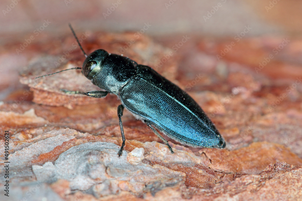 Steelblue jewel beetle Phaenops cyanea on pine bark. It is a pest of ...