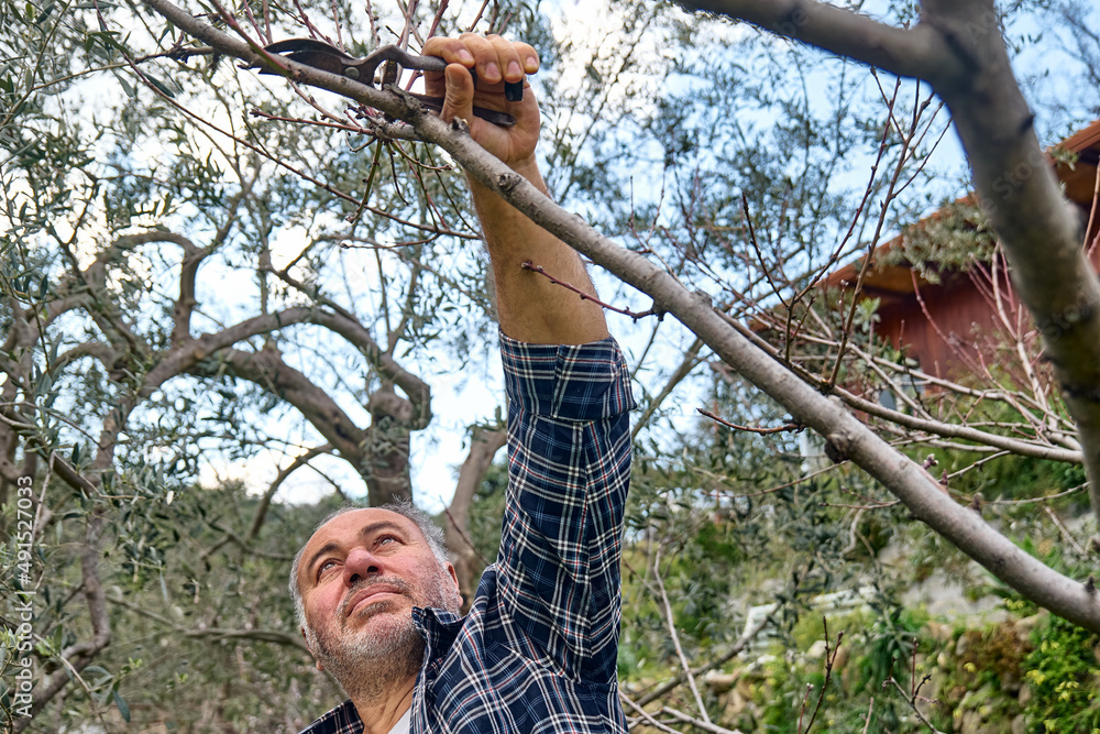 Seasonal pruning of trees. Mature bearded gardener pruning trees with ...