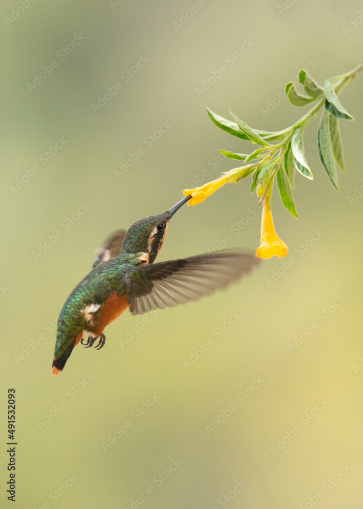 Colibrí mas pequeño del mundo Stock Photo | Adobe Stock