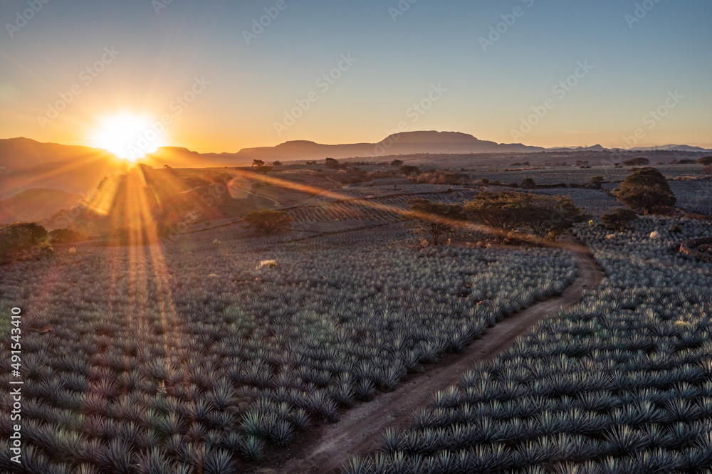 Paisaje agavero o paisaje de tequila en el municipio de tequila ...