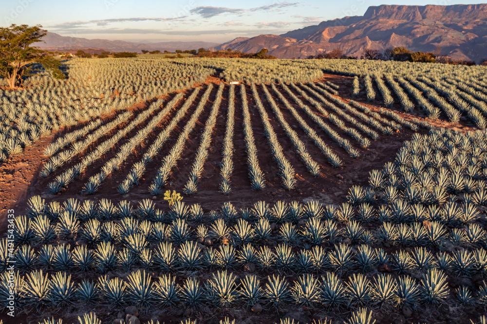 Paisaje agavero o paisaje de tequila en el municipio de tequila ...
