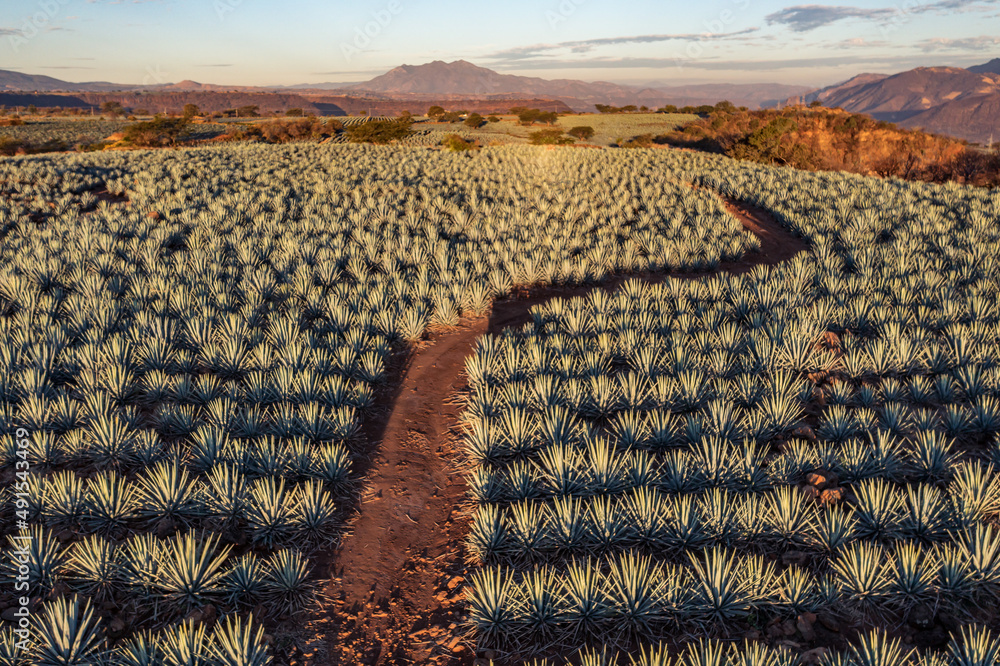 Paisaje agavero o paisaje de tequila en el municipio de tequila ...