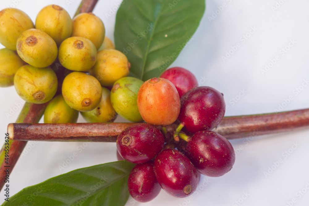 Laos coffee Paksong coffee Fresh red coffee isolated Asian fruit ...