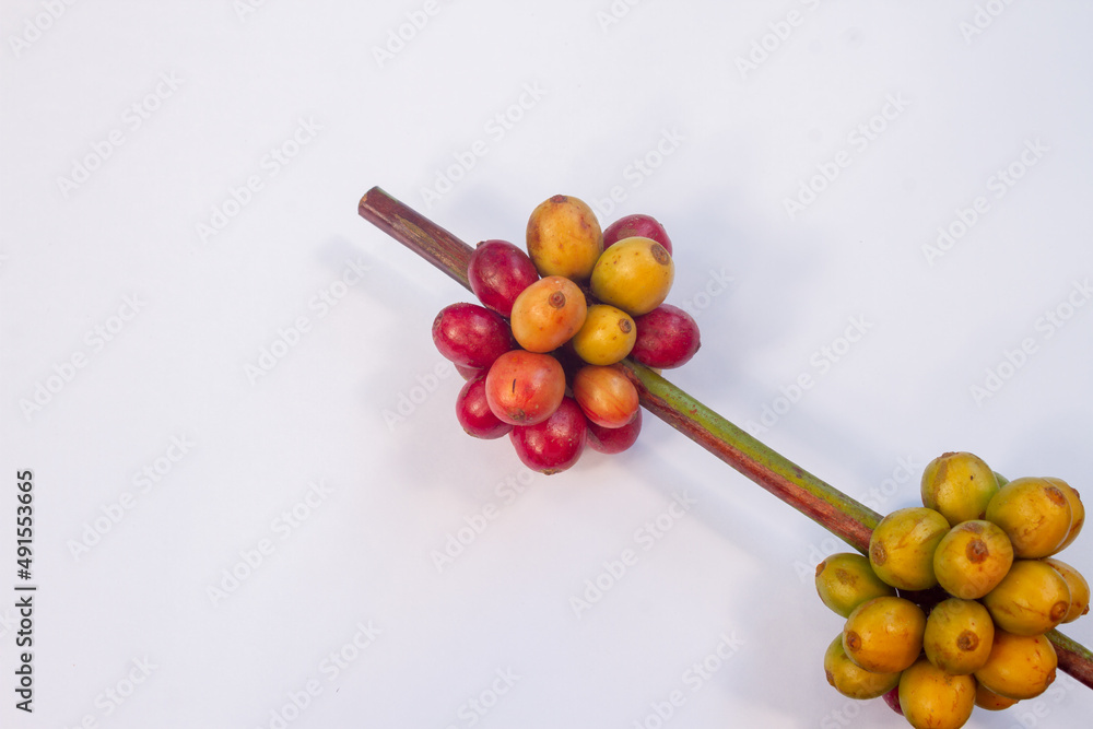 Lao coffee Paksong coffee Fresh red coffee isolated Asian fruit farming ...
