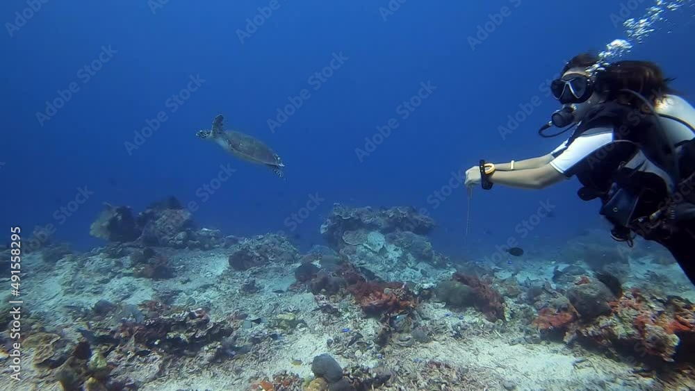 Scuba diver with long hear pointing out a Hawksbill Sea Turtle while ...