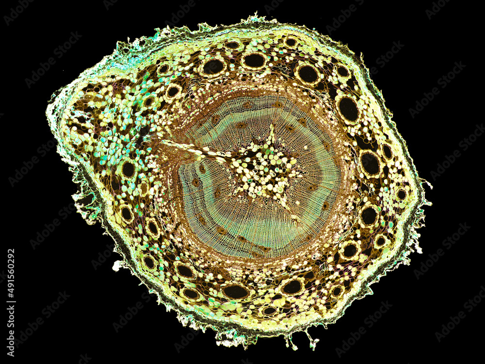 cross section cut slice of plant stem under the microscope ...