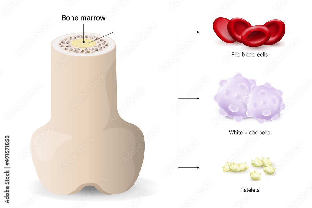 Poster Bone marrow, the source of red blood cells, white blood cells ...