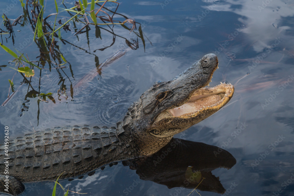 Wild American Alligator at Everglades National Park, large crocodilian ...
