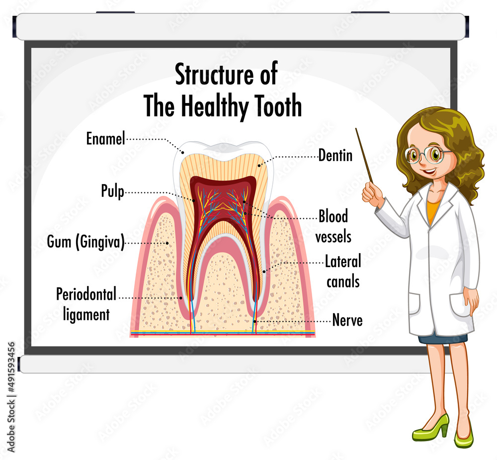 Infographic of human in structure of the healthy tooth Stock Vector ...