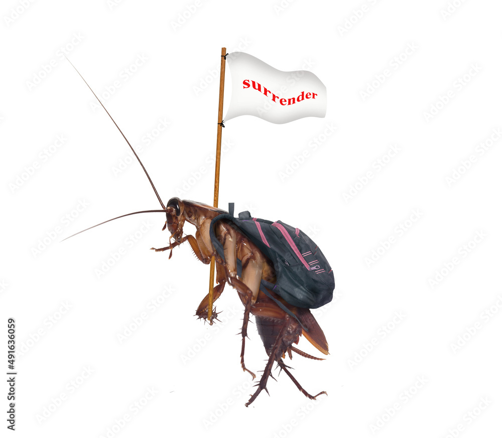Cockroaches carry the flag, surrender, walk out of the house.In the ...