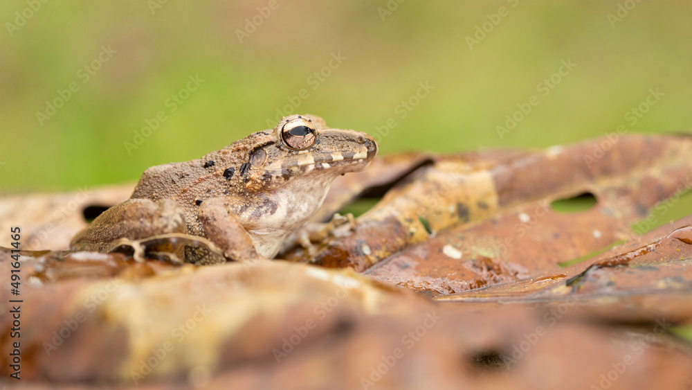 Craugastor fitzingeri is a species of frog in the family Craugastoridae ...