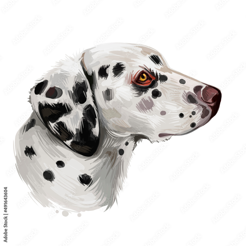 Dalmatian, Carriage Dog, Spotted Coach Dog, Firehouse Dog digital art ...