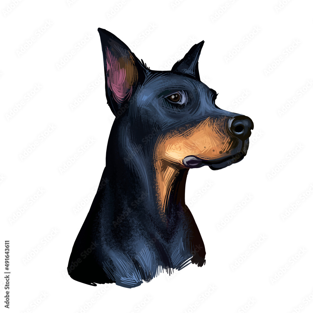 Doberman Pinscher, Dobermann, Dobie, Dobynm dog digital art ...