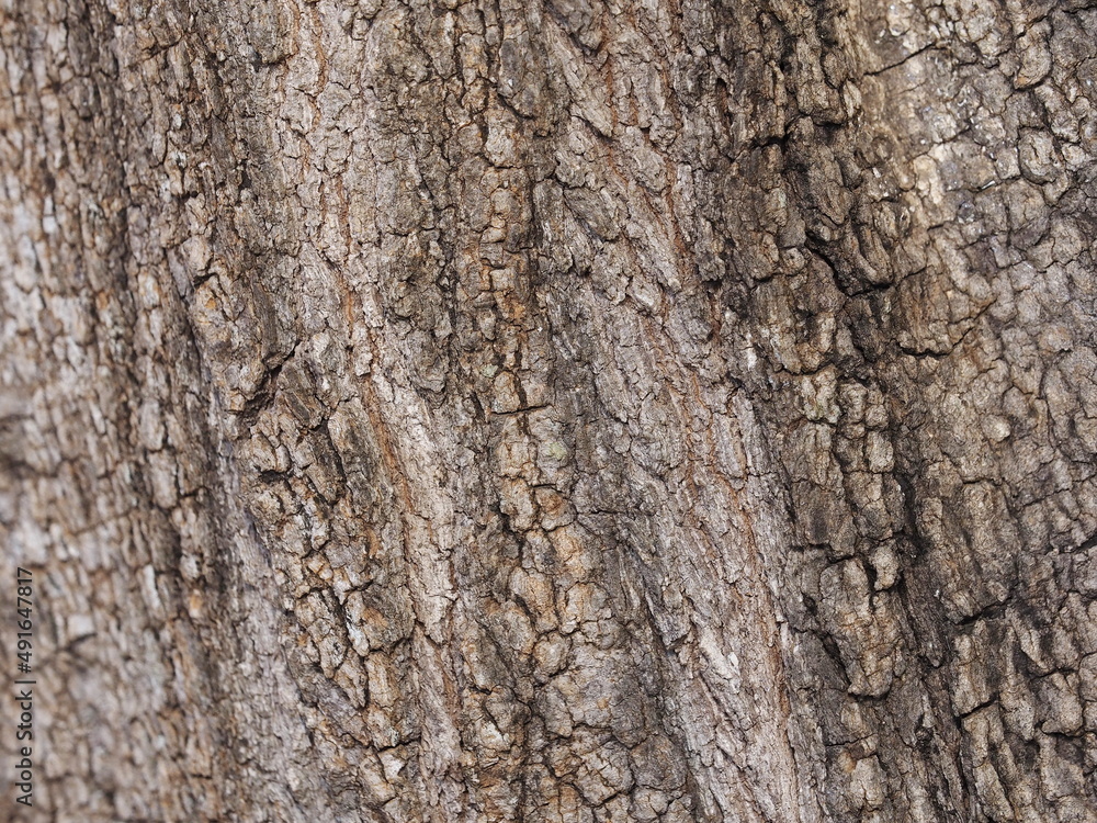 Wood Background.Seamless bark tree texture. Background texture of tree ...