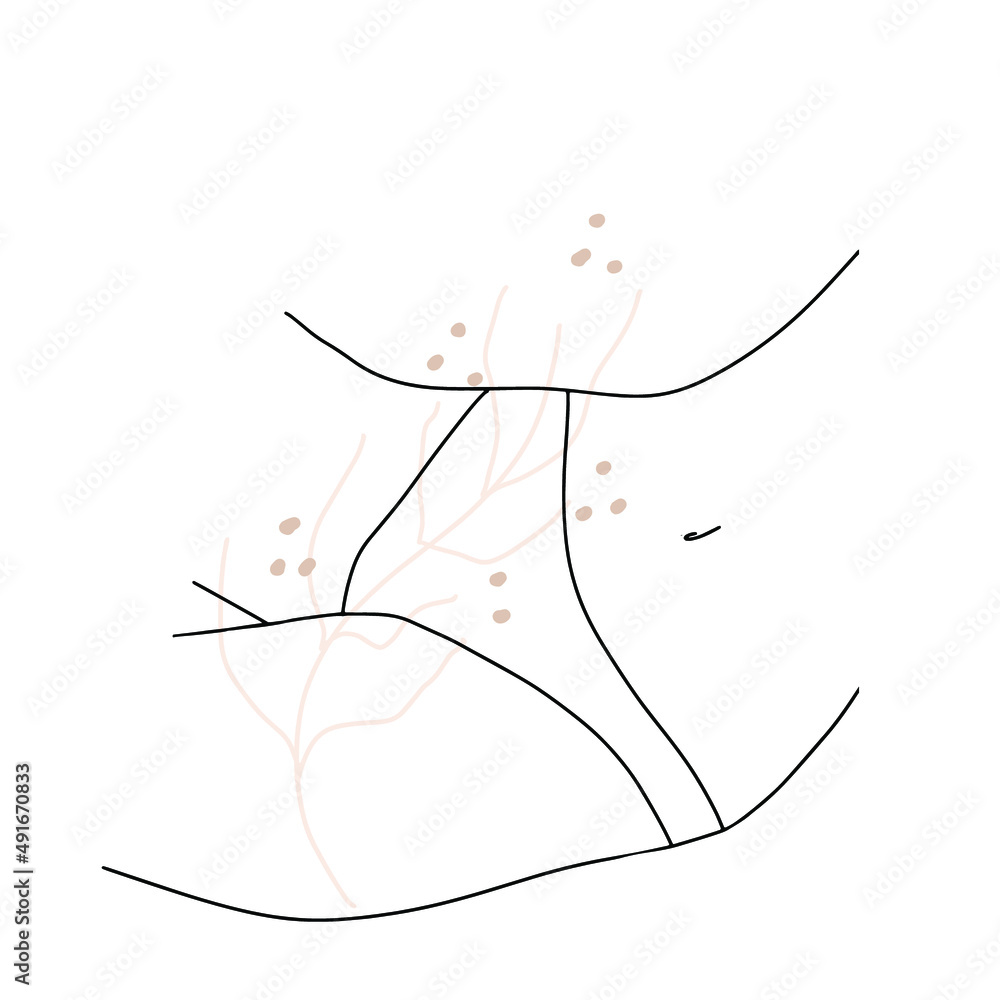 Bikini area, belly, panties, line drawing, vector, twig, twig, sketch ...