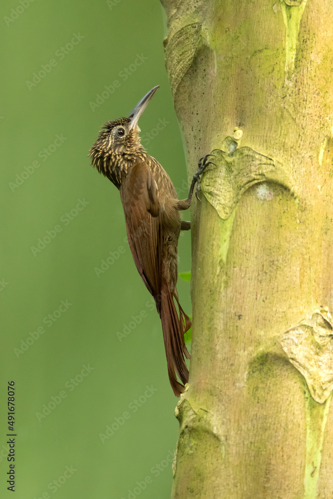The cocoa woodcreeper (Xiphorhynchus susurrans) is a passerine bird in ...