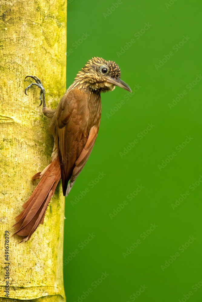The cocoa woodcreeper (Xiphorhynchus susurrans) is a passerine bird in ...