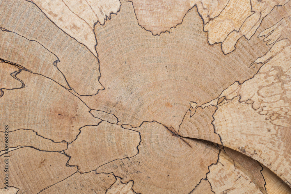 The black lines across a beech tree trunk. Pattern in nature. Tree ...