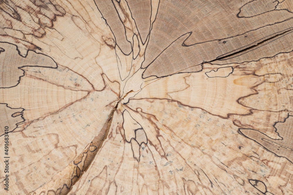 Poster The concentric pattern of polished beech tree cross-section ...