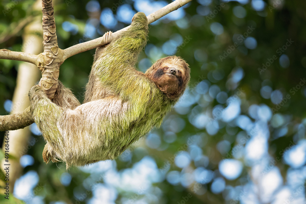 The brown-throated sloth (Bradypus variegatus) is a species of three ...