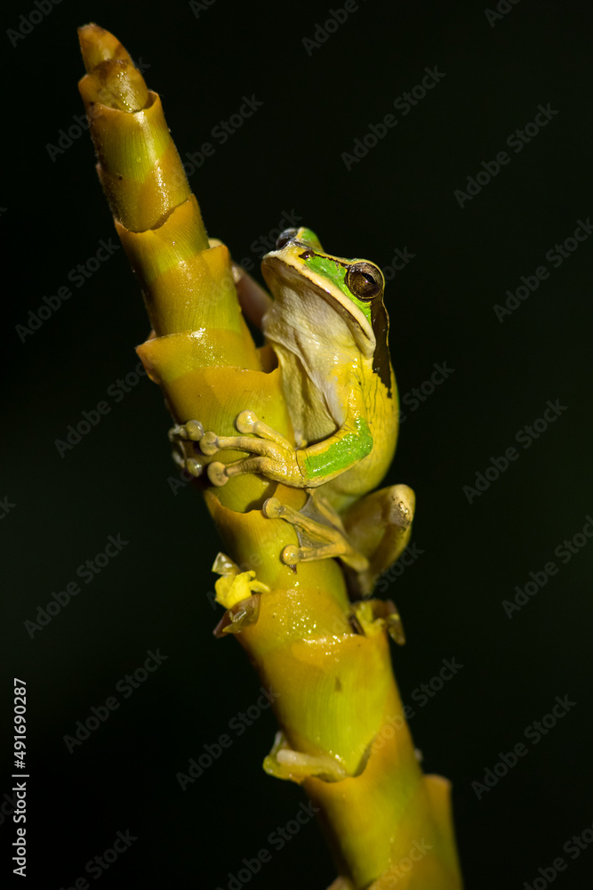 New Granada cross-banded tree frog (Smilisca phaeota, also known as the ...
