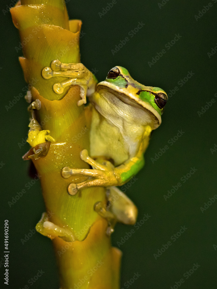 New Granada cross-banded tree frog (Smilisca phaeota, also known as the ...