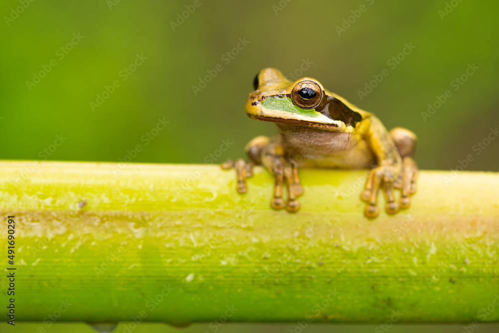 New Granada cross-banded tree frog (Smilisca phaeota, also known as the ...