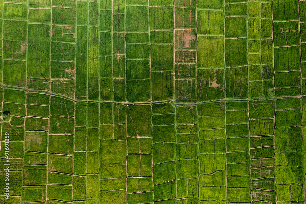 Aerial top down view of green rice paddy field pattern in Sigiriya, Sri ...