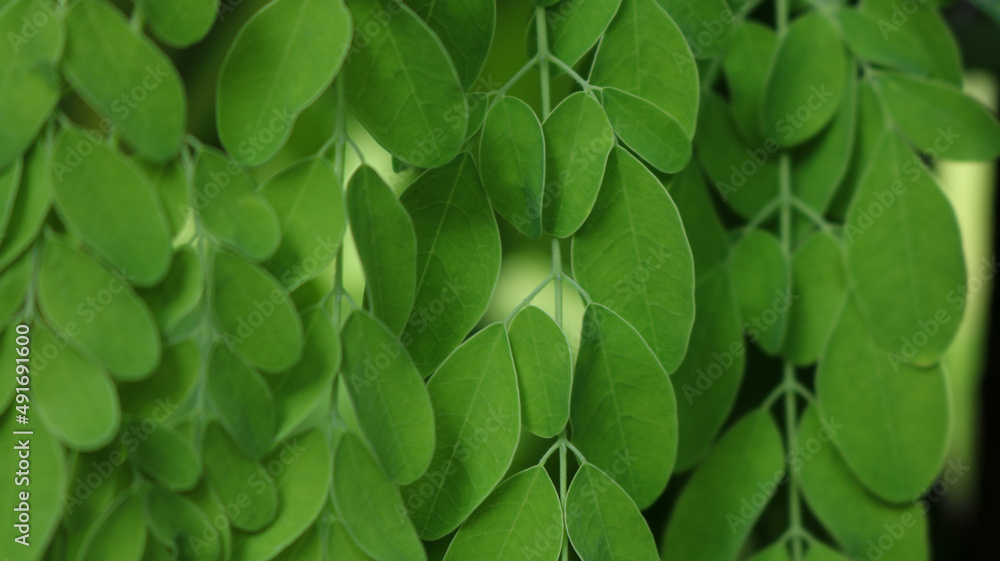 Fresh Green Moringa leaves Medicinal Plant (Moringa oleifera Lamk ...