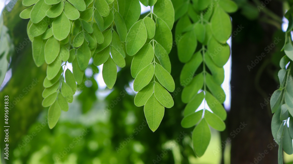 Fresh Green Moringa leaves Medicinal Plant (Moringa oleifera Lamk ...