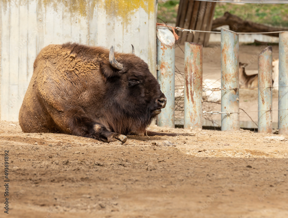 american bison in the wild Stock Photo | Adobe Stock