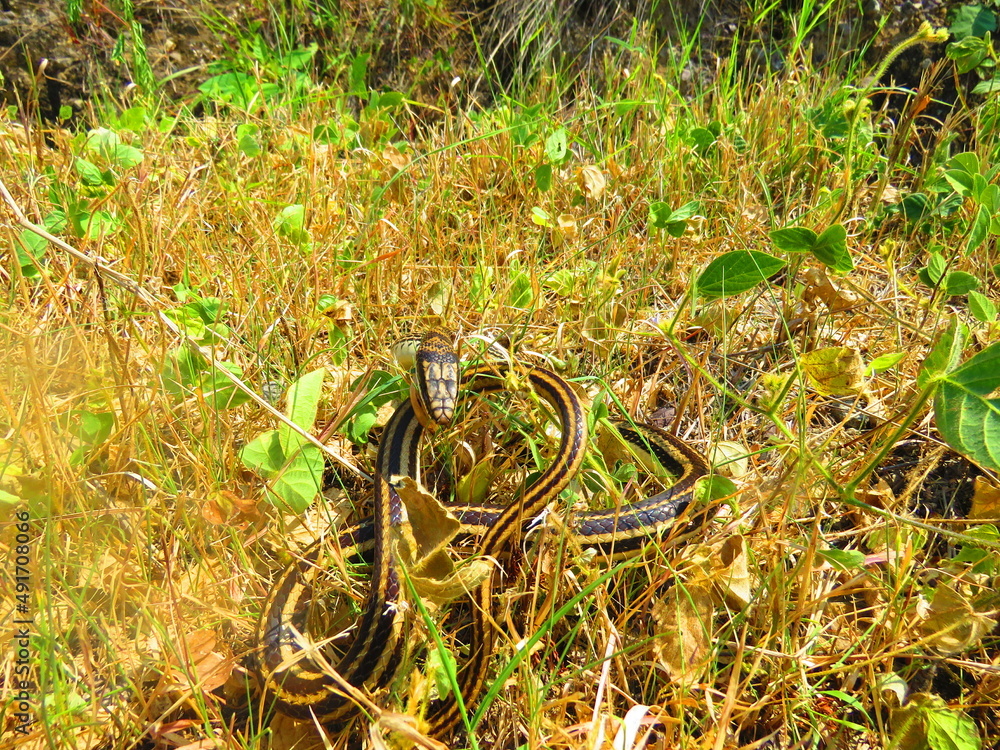 harmless snakes, poisonous snakes such as rattlesnakes, handling of ...