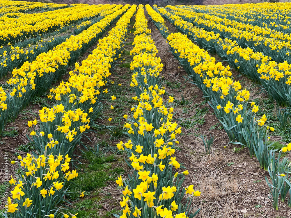 Rows of daffodils in flower in a field. The flower is a source of ...